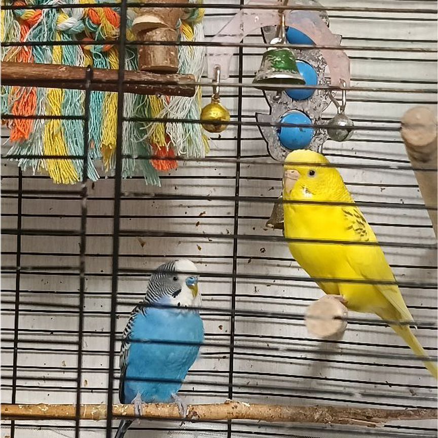 Волнистый попугай пара