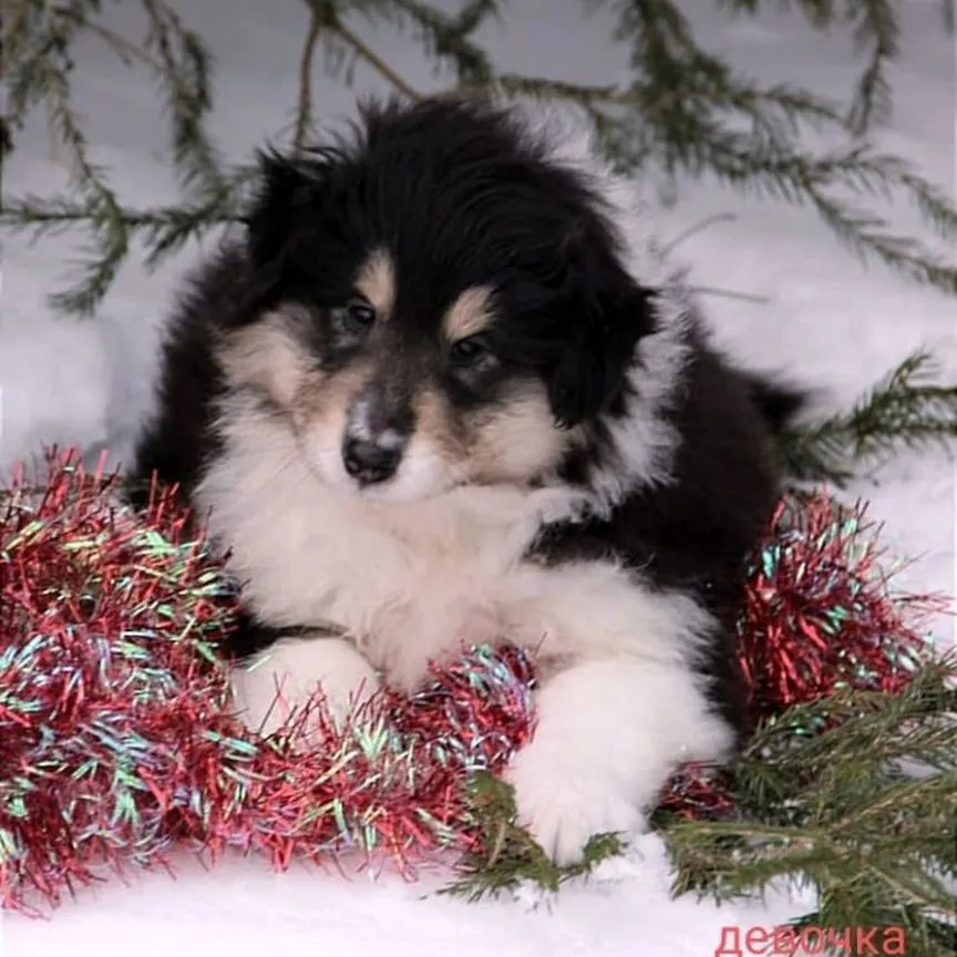 Щенки колли