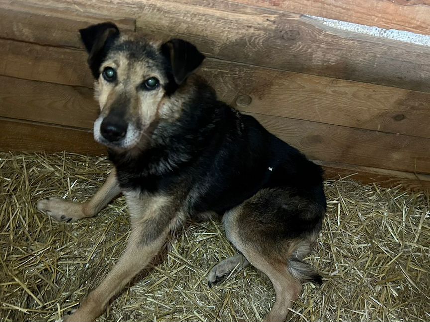 Собака девочка из приюта в добрые руки