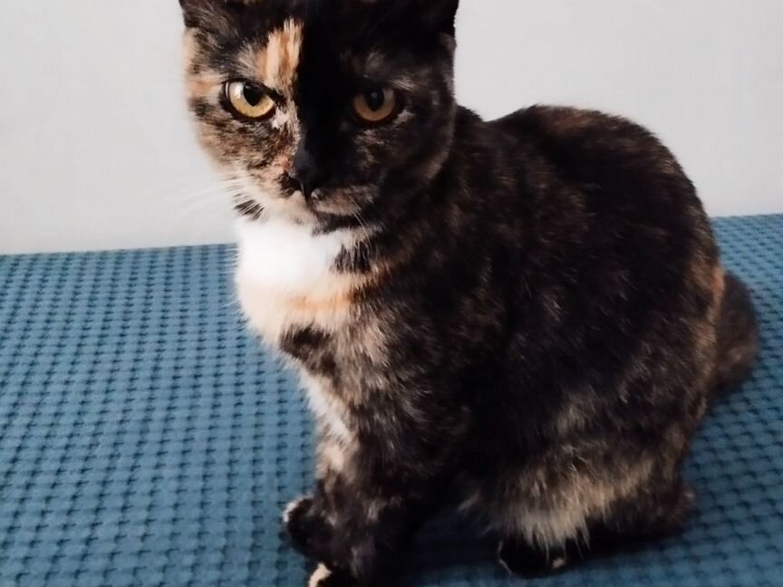 Полугодовалый котенок. Девочка