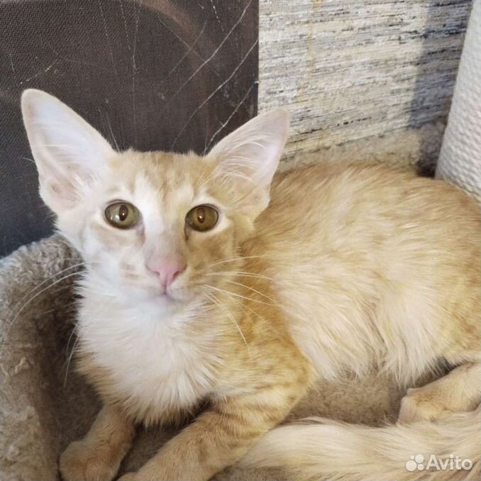 Ориентальная кошка