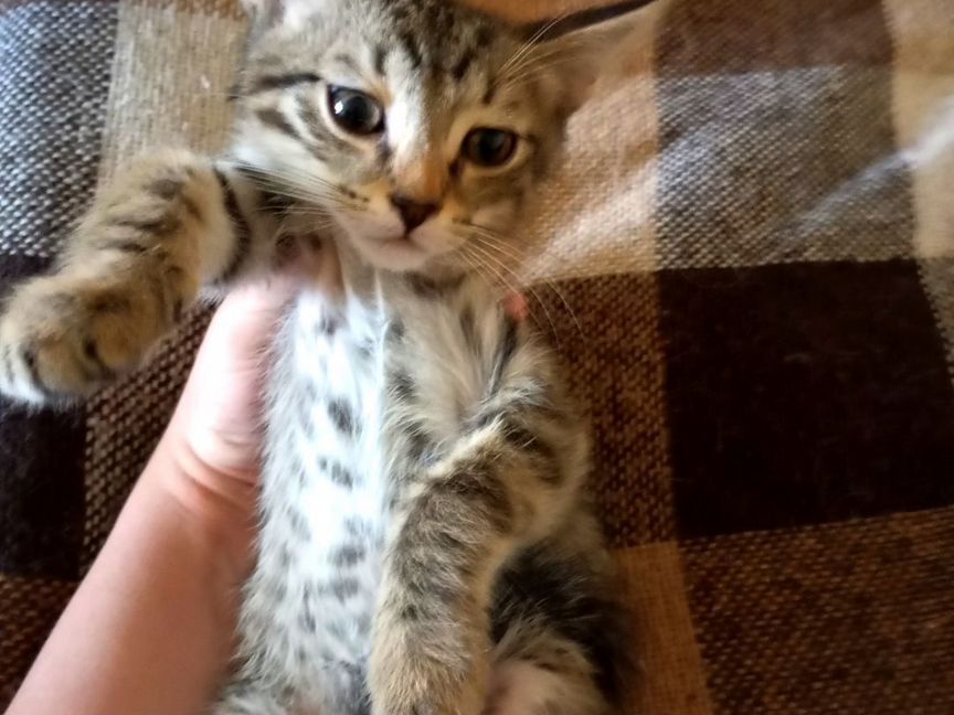 Котёнок в добрые руки