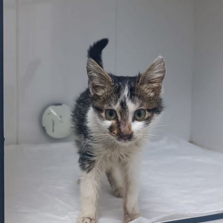 Маленькая Заинька ищет дом