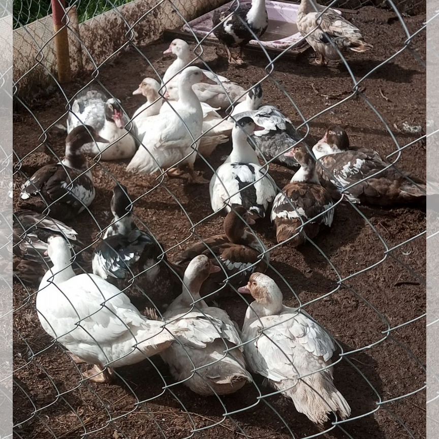 Инкубационное яйцо мускусной утки