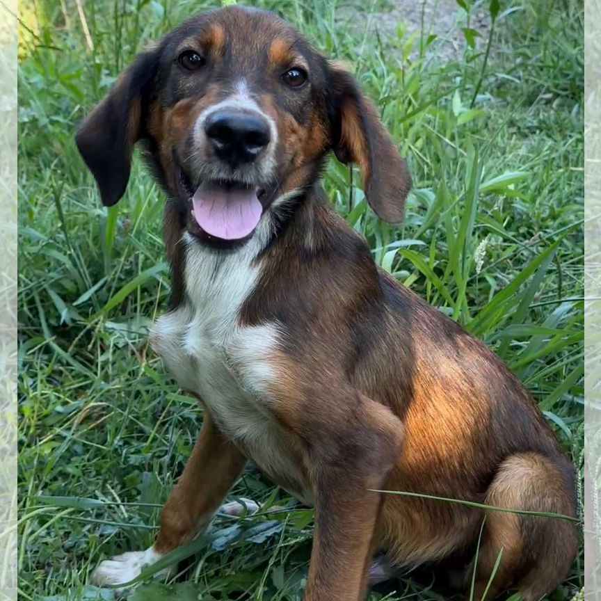 Щенок в добрые руки