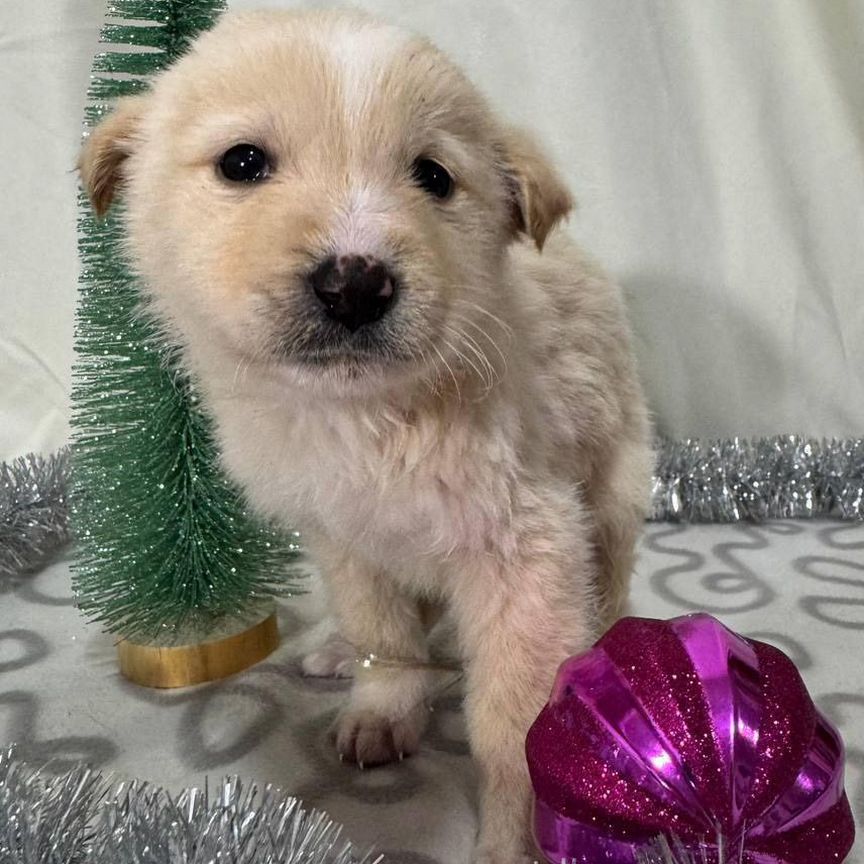 Щенок в добрые руки