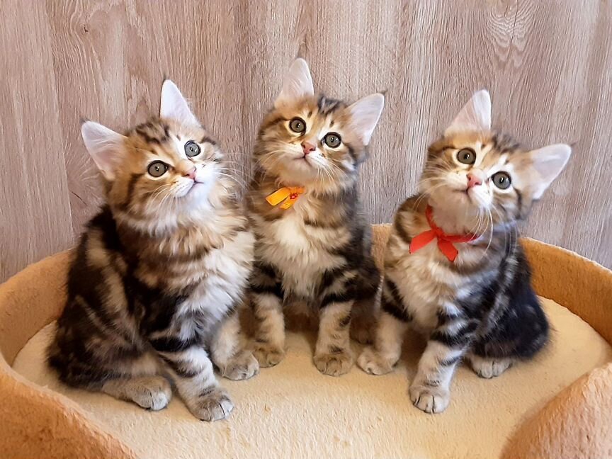 Котята породы Курильский бобтейл