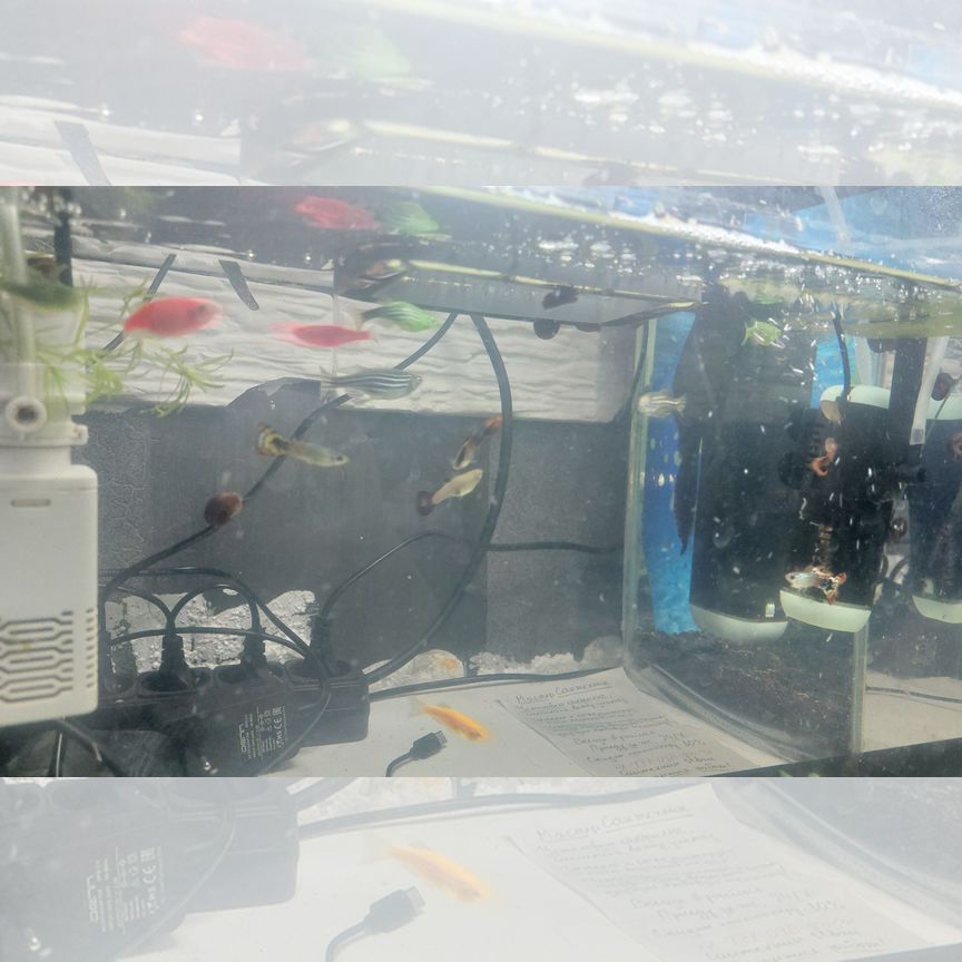 Дания и гуппи