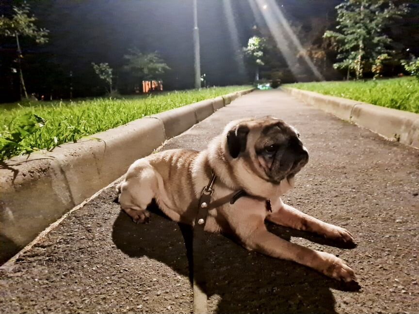 Мопсик 6 лет