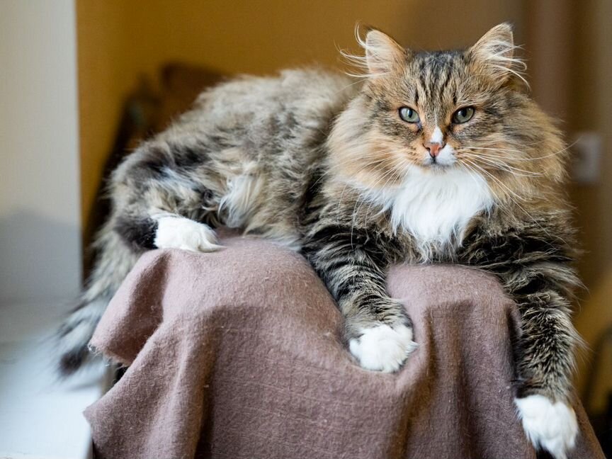 Кошка Еня (Енотик) примерно 3 года. Лоток отлично