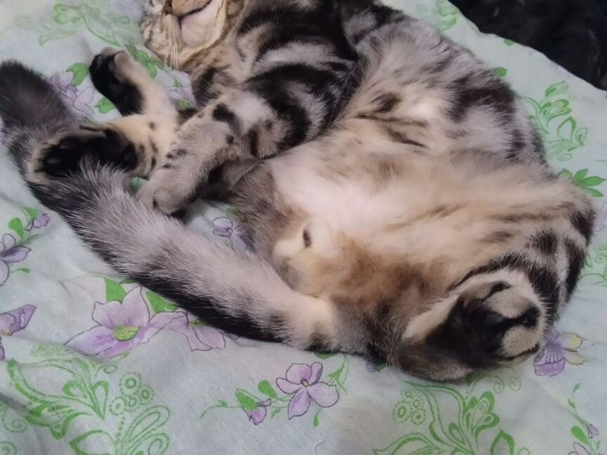 Кот для вязки
