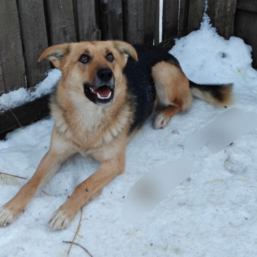 Ариша- собачка для души