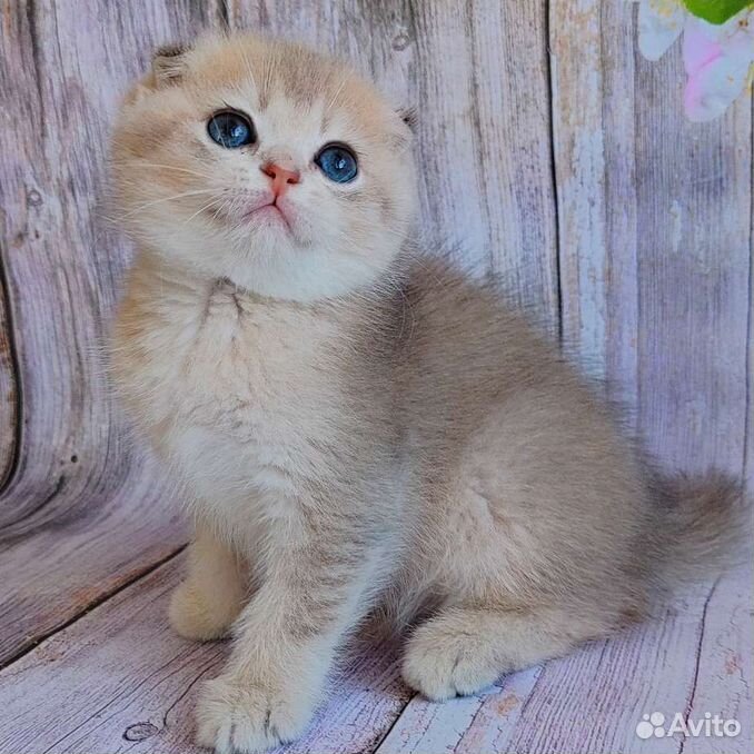Шотландский фолд голубое золото. Котик