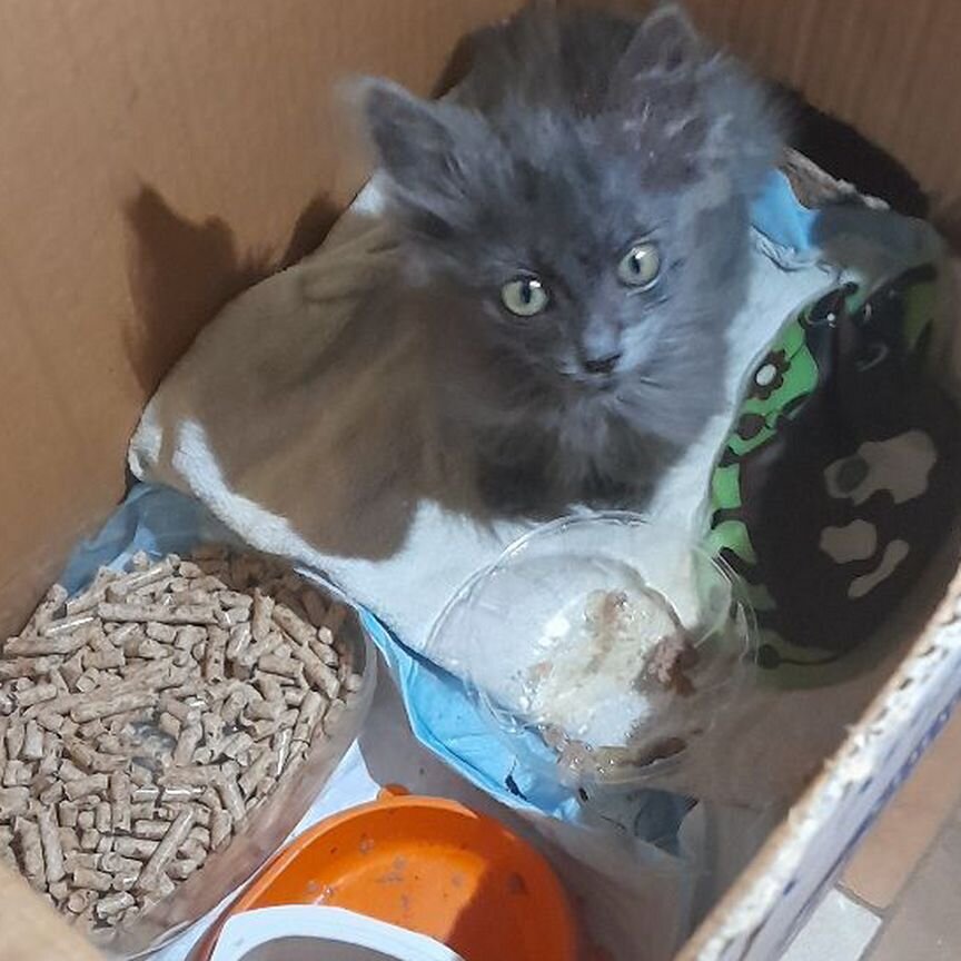 Котёнок