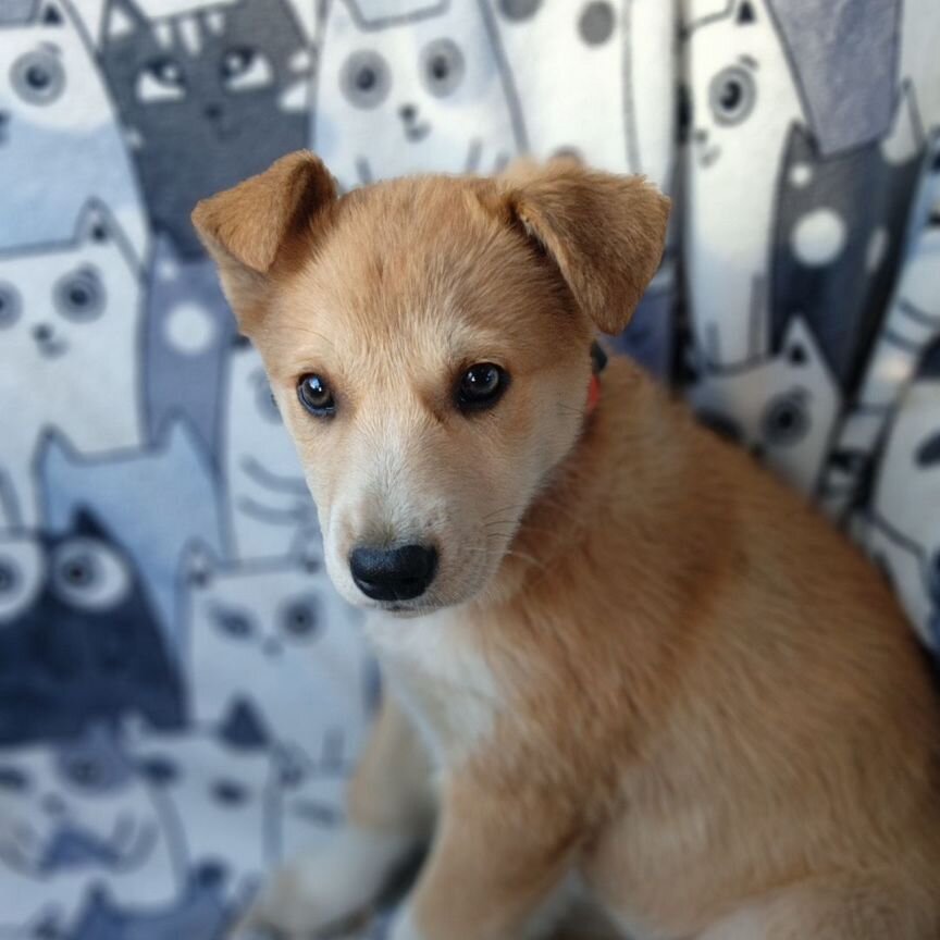 Щенок в добрые руки бесплатно