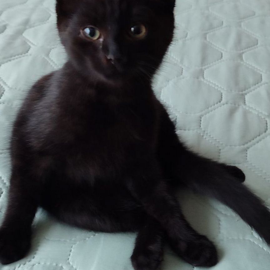 Отдам черного котёнка