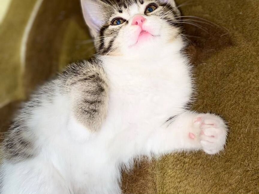 Кошки в добрые руки бесплатно