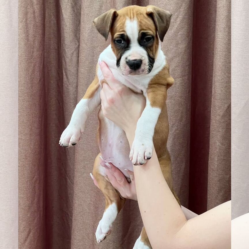 Американский стаффордширский терьер, щенок