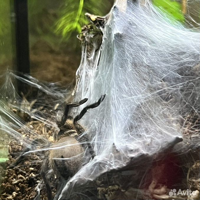 Паук-птицеед Балфори