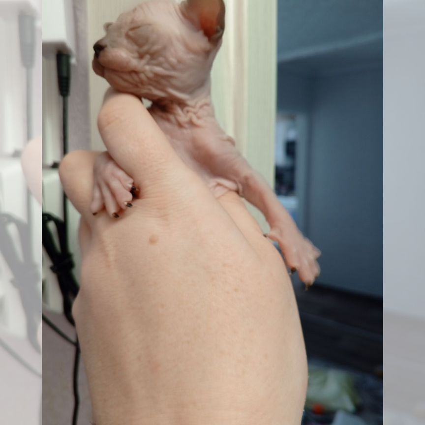 Донской сфинкс котёнок