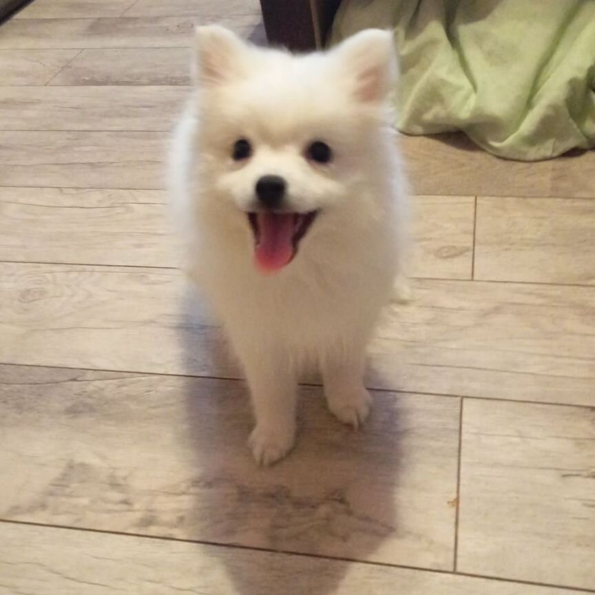 Японский шпиц, щенок