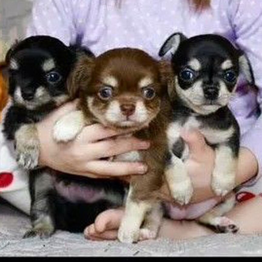 Чихуахуа, щенок