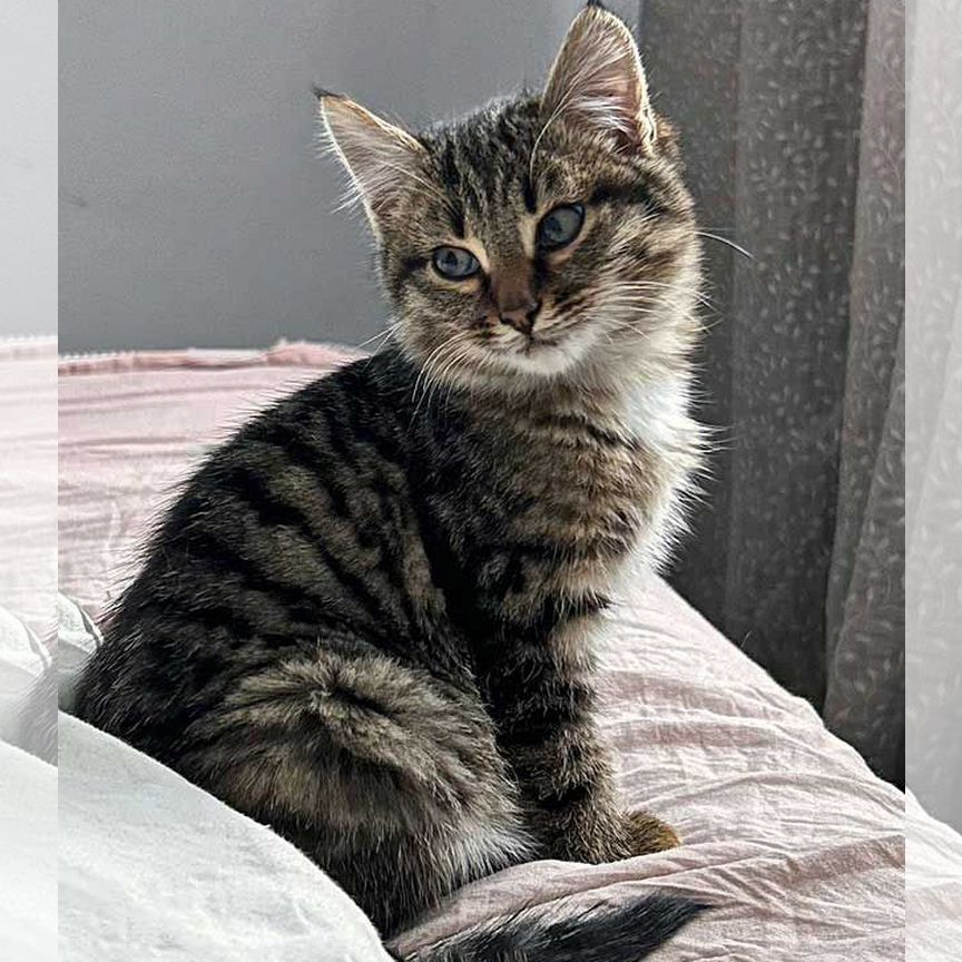 Котёнок в добрые руки