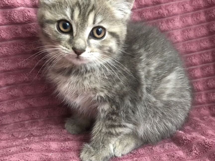 Котенок табби бесплатно в добрые руки