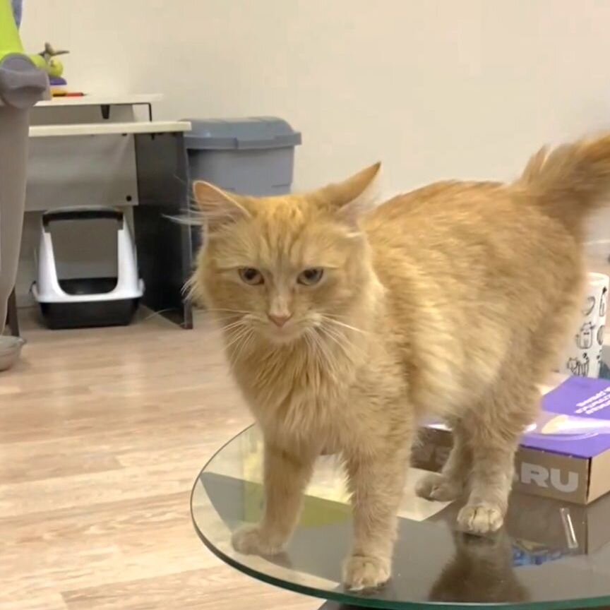 Не надеется