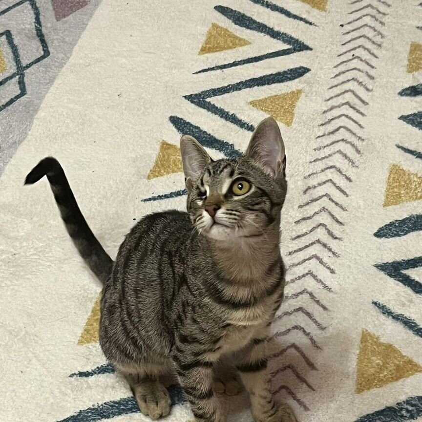 Шпротик с улицы ищет дом