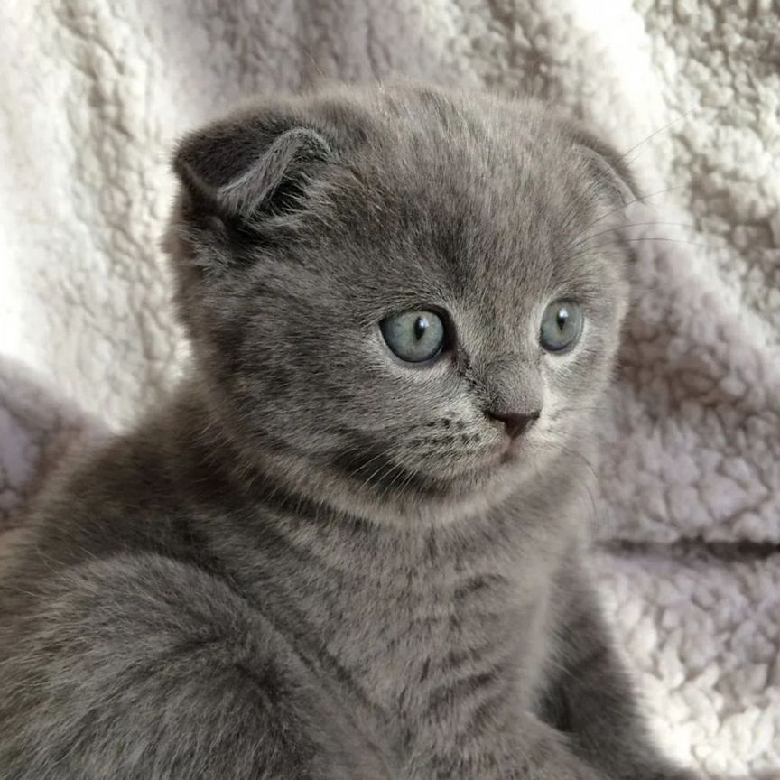 Котята Шотландские вислоухие