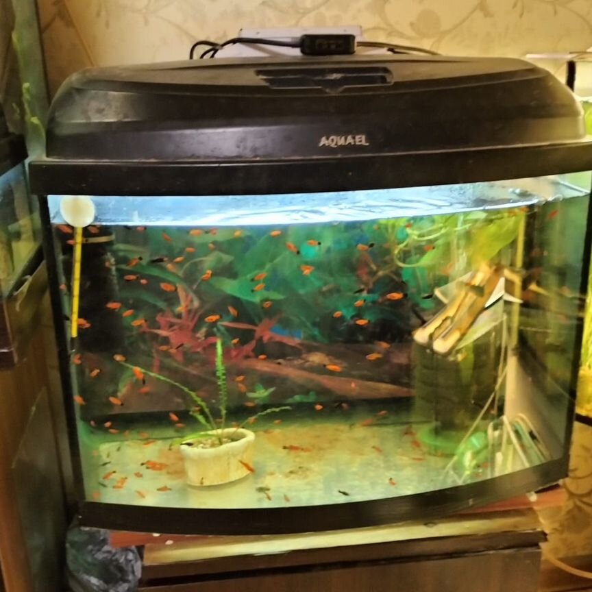 Продаю. Аквариумны