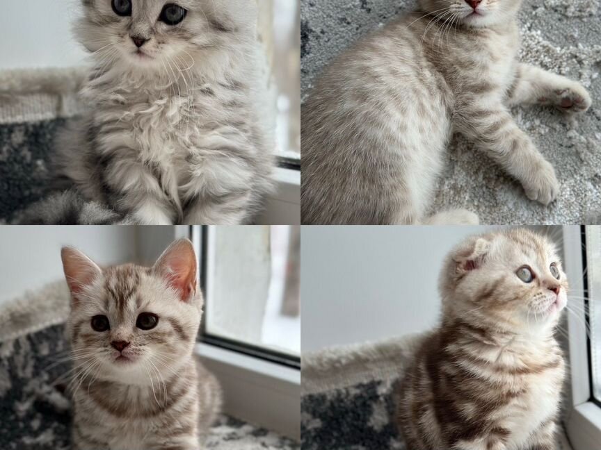 Шотландские котята