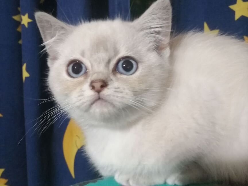 Кошка британская