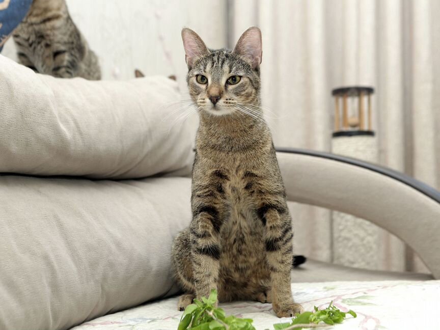 Котята в добрые руки Вжик