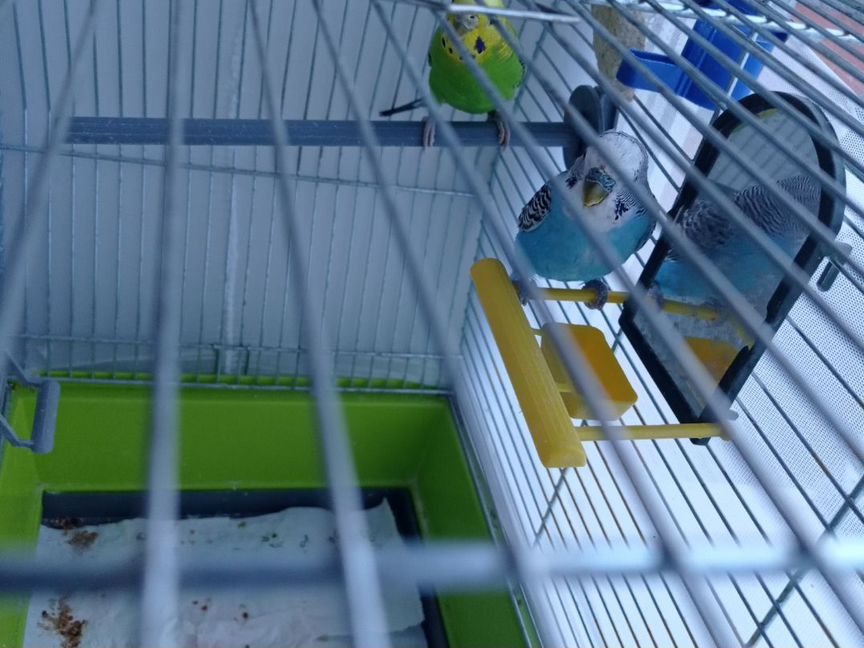 Волнистый попугай с клеткой