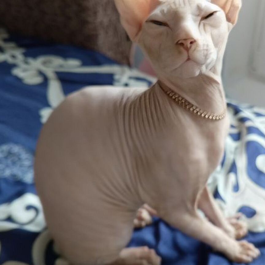 Донской сфинкс, взрослая кошка