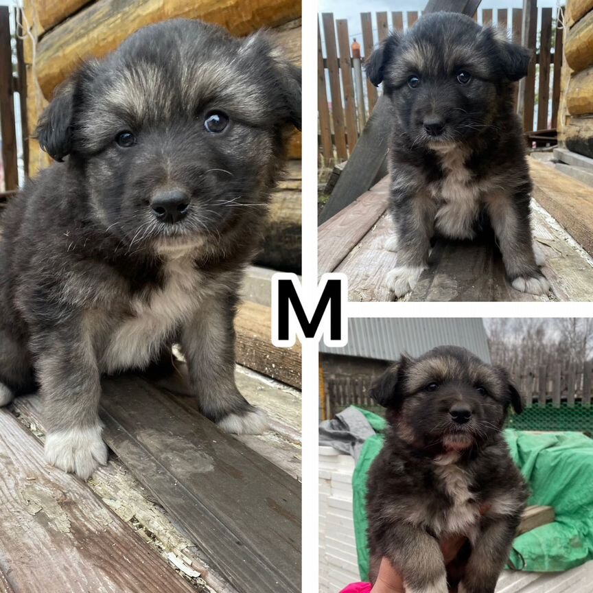 Щенок в добрые руки