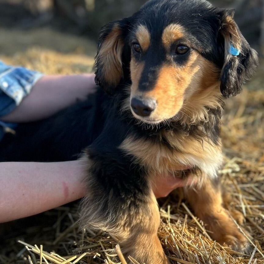 Взрослый пёс в добрые руки