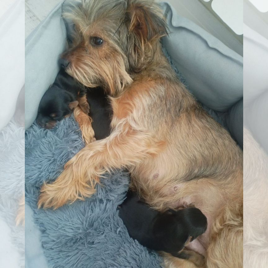 Йоркширский терьер, щенок