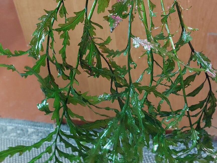 Аквариумные растения. Больбитис, анубиас