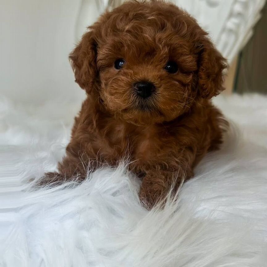 Мальтипу mini red braun