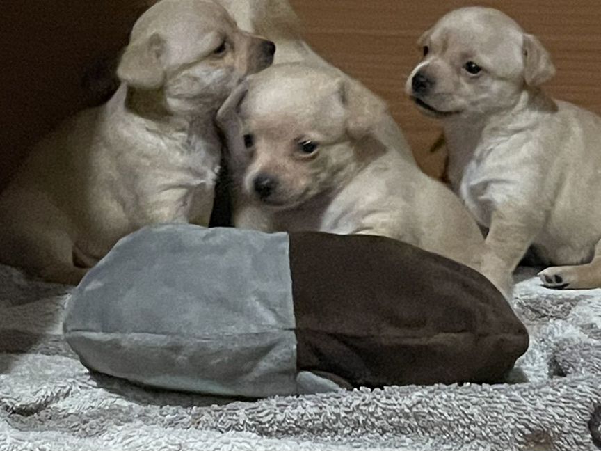 Щеночки мини той терьера