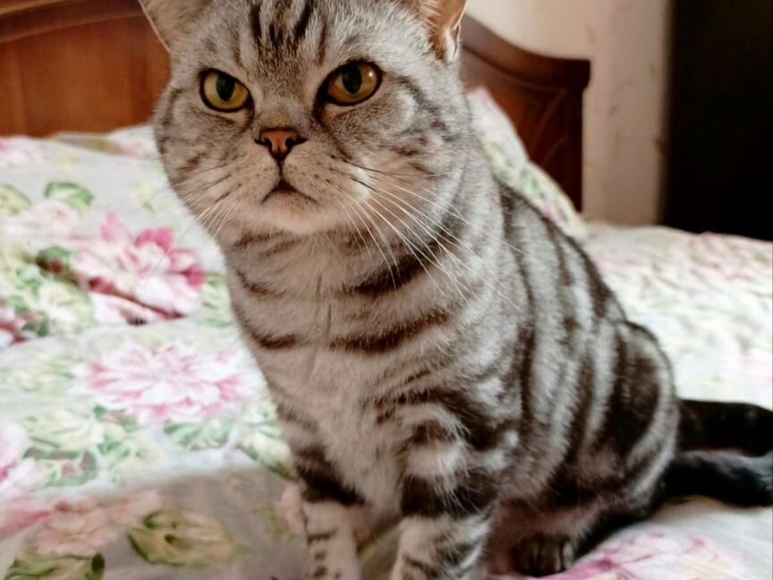 Кот