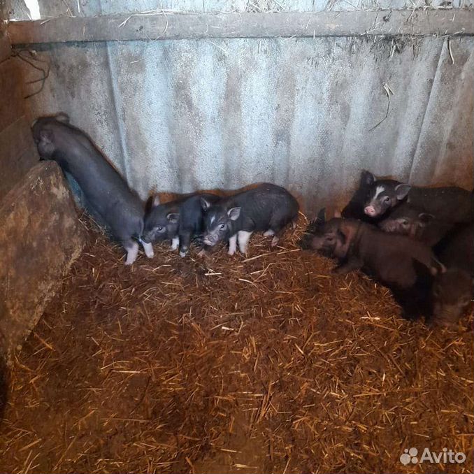 Вьетнамск вислобрюхий поросенок