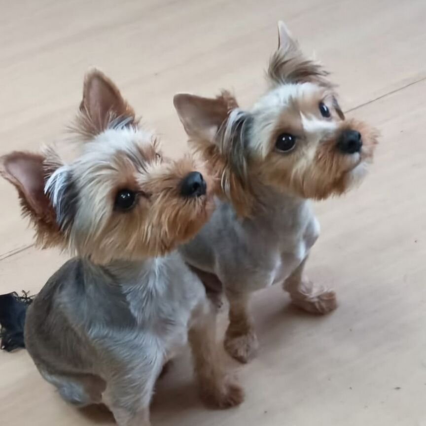 Йоркширский терьер щенки