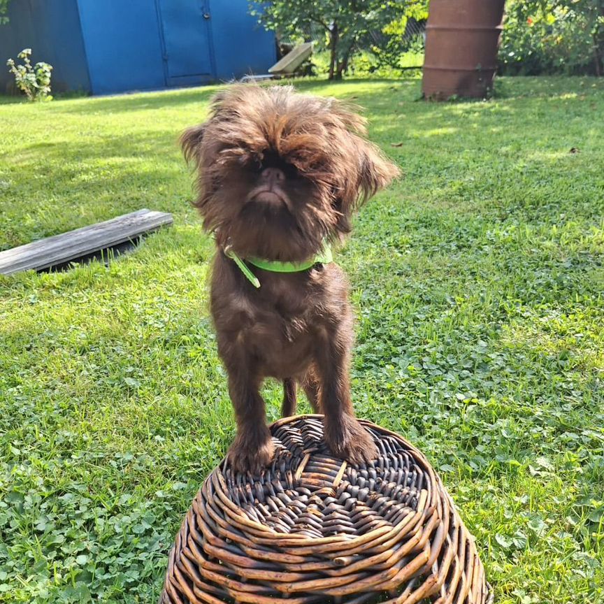 Дайра шоколадный гриффон