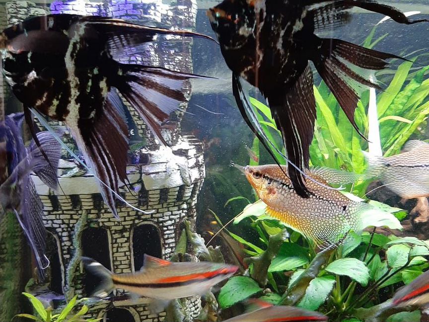 Мраморные скалярии