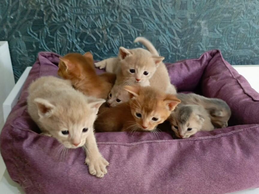 Абиссинские котята