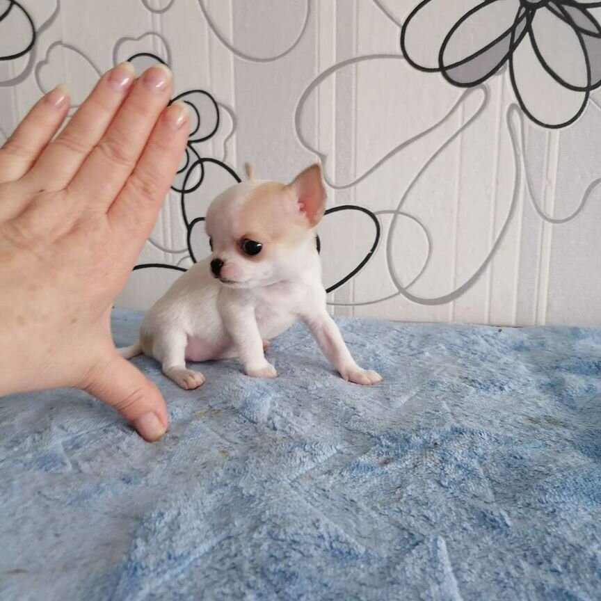 Чихуахуа супер мини девочка
